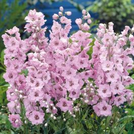 Delphinium hybride Pacific x 3 achats avantageux sur JardinPourVous.com
