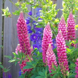 Lupinus/Lupin rose Russell Hybride 9cm achats avantageux sur JardinPourVous.com