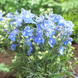 Delphinium Bleu clair pot de 11 cm achats avantageux sur JardinPourVous.com
