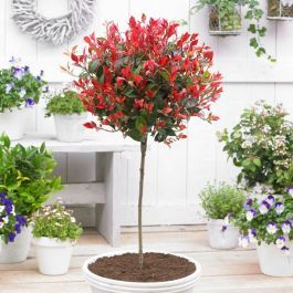 Photinia Red Robin demi-tige achats avantageux sur JardinPourVous.com