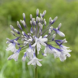 Agapanthus Twister 9 cm pot achats avantageux sur JardinPourVous.com