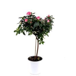 Rhododendron standard Simisii achats avantageux sur JardinPourVous.com