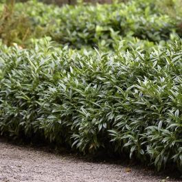 Sarcococca Hookerianas achats avantageux sur JardinPourVous.com