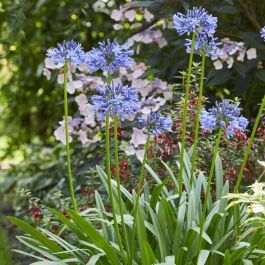 Agapanthus Eydori Blue 12 cm pot achats avantageux sur JardinPourVous.com