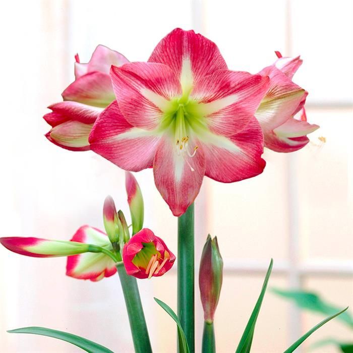 Amaryllis Exposure achats avantageux sur JardinPourVous.com