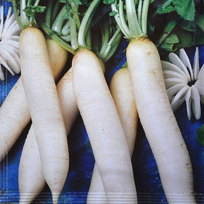 Radis Rave April Cross F1 achats avantageux sur JardinPourVous.com