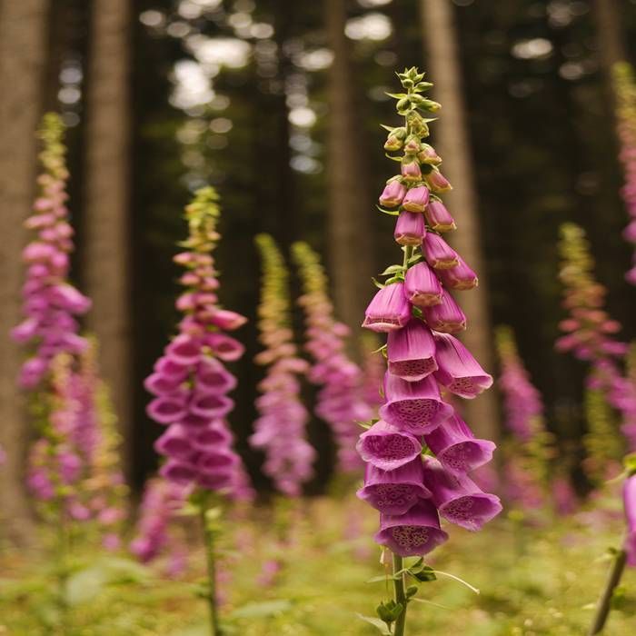 Digitalis purpurea Purple achats avantageux sur JardinPourVous.com