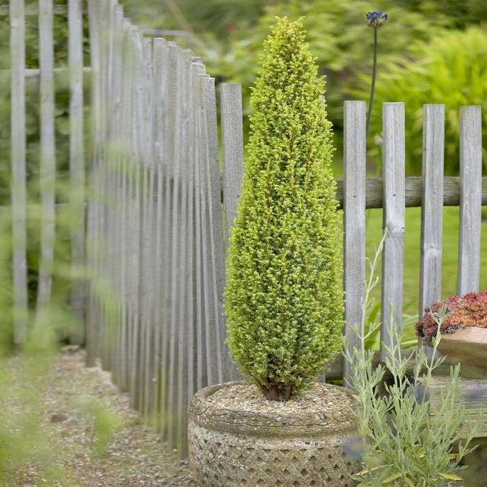 Juniperus Communis Compressa achats avantageux sur JardinPourVous.com