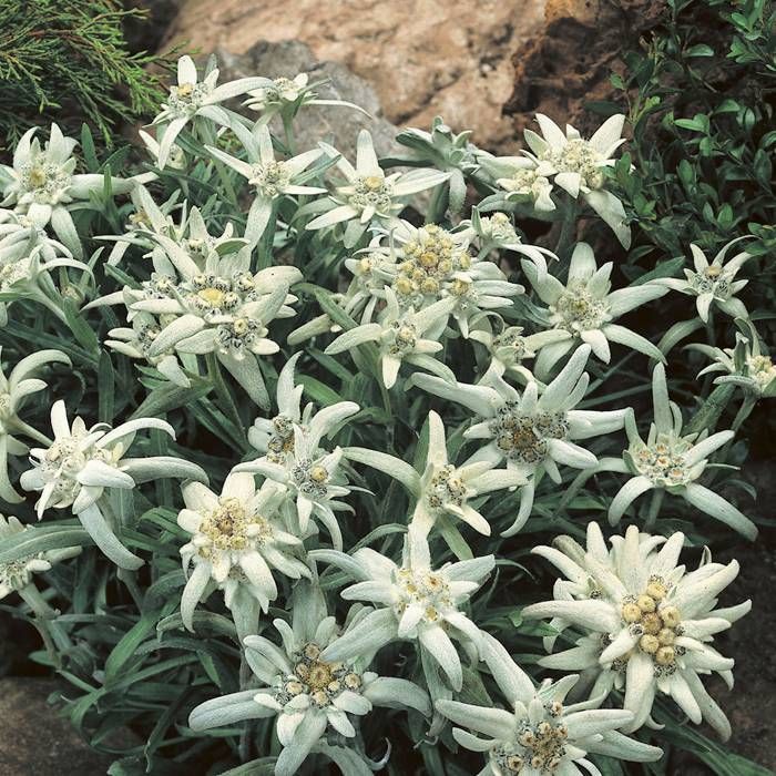 Leontopodium alpinum 15 cm achats avantageux sur JardinPourVous.com