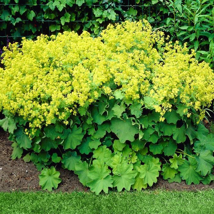 Alchemilla mollis "Robustica' 12 cm achats avantageux sur ...