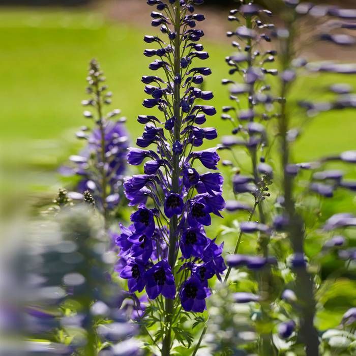 Delphinium Black Knight achats avantageux sur JardinPourVous.com