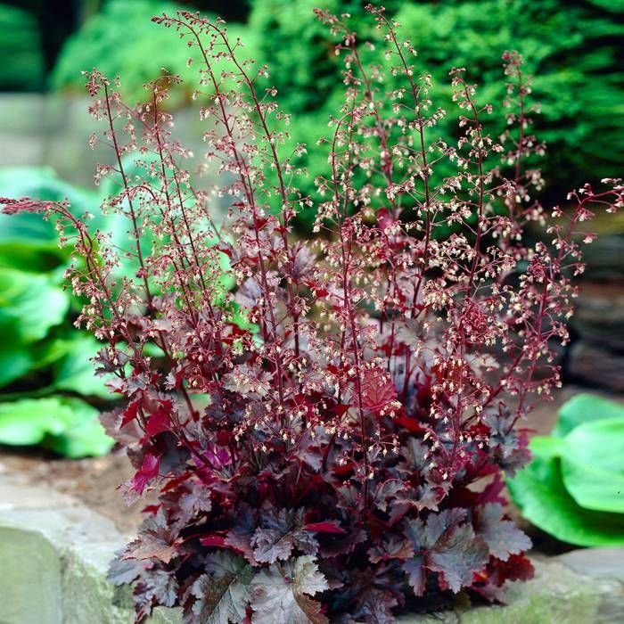 Heuchera chocolate Ruffles achats avantageux sur JardinPourVous.com