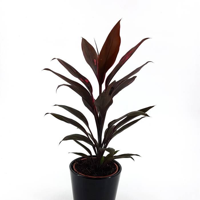 Cordyline fruticosa Mambo 13cm pot achats avantageux sur JardinPourVous.com