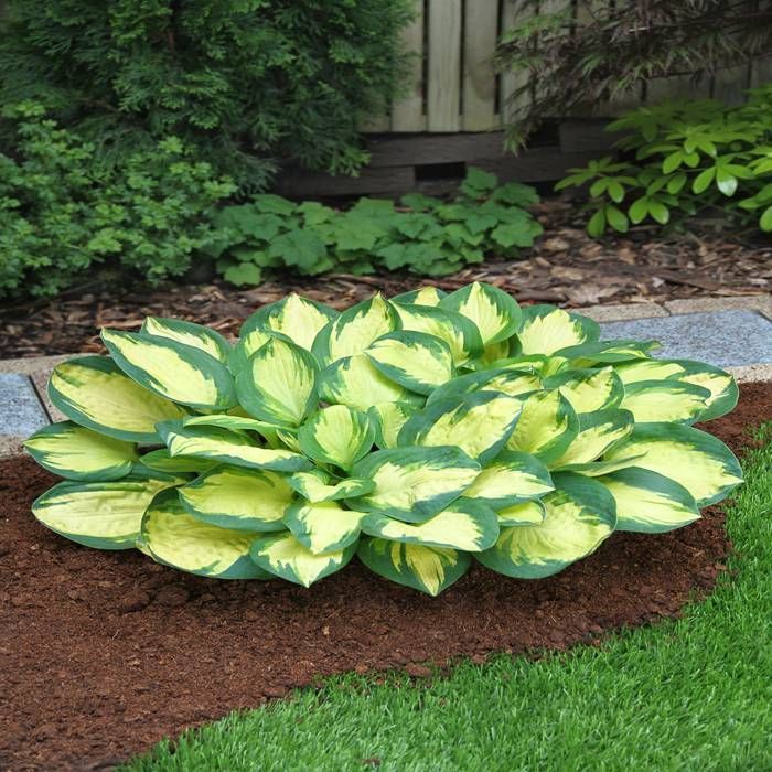 Hosta Popcorn achats avantageux sur JardinPourVous.com