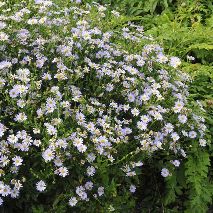Kalimeris incisa Blue Star achats avantageux sur JardinPourVous.com