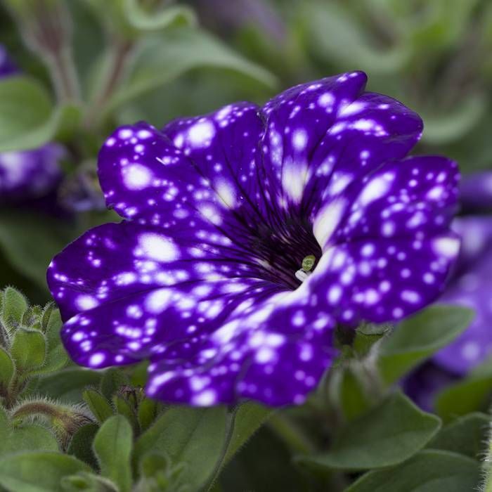 Galaxy Petunia Seeds Night Sky Petunia Red 50 Seeds, 56% OFF