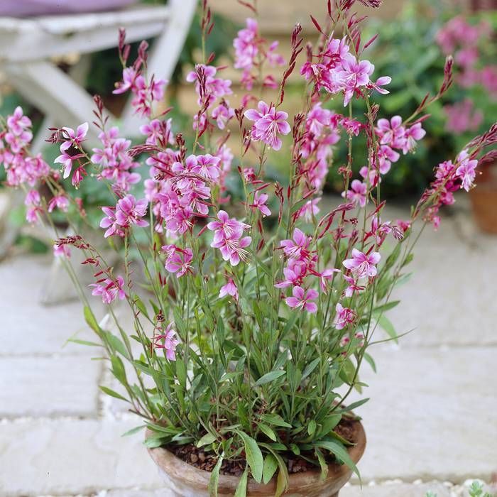 Gaura lindheimeri Siskiyou Pink 15 cm pot achats avantageux sur ...