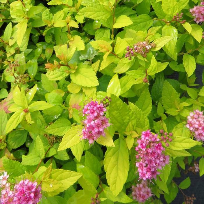 Spiraea Japonica Goldmound 9 cm pot achats avantageux sur JardinPourVous.com