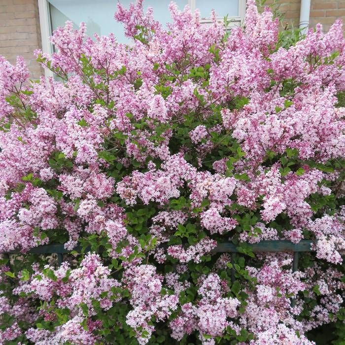 Syringa microphylla Superba 9 cm pot achats avantageux sur ...