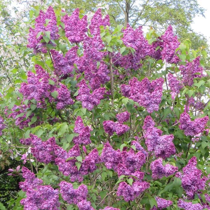 Syringa vulgaris Andenken an Ludwig Spath 9 cm pot achats avantageux ...