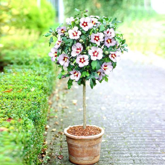 Standard Hybiscus syriacus Red Heart op Stam achats avantageux sur ...