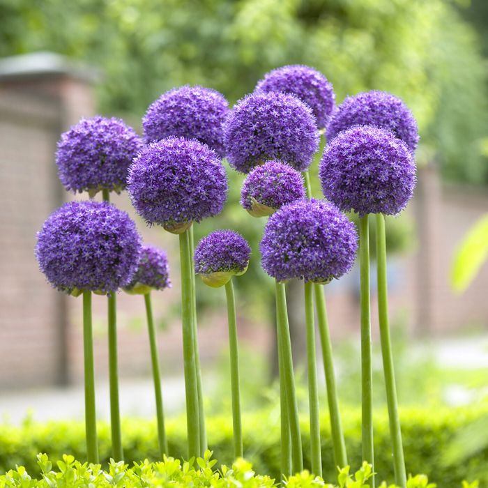 Allium Gladiator pot 11 cm achats avantageux sur JardinPourVous.com