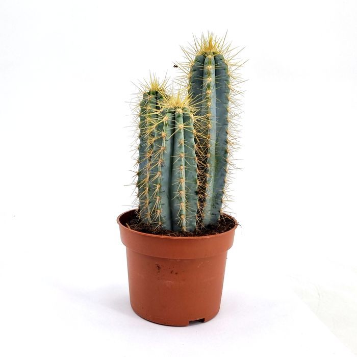 Cactus Pilosocereus azureus pot 10.5 cm achats avantageux sur ...