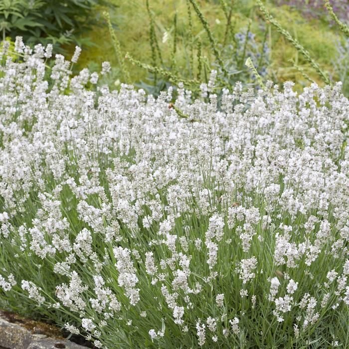 Lavande angustifolia Alba Pot 12cm achats avantageux sur JardinPourVous.com