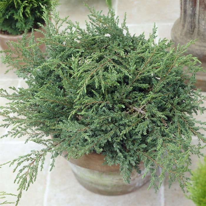 Juniperus Communis Repanda achats avantageux sur JardinPourVous.com